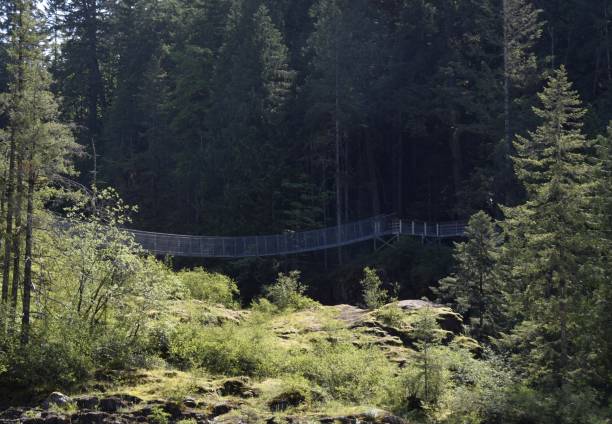 Elk Falls Suspension Bridge Pictures | Download Free Images on Unsplash