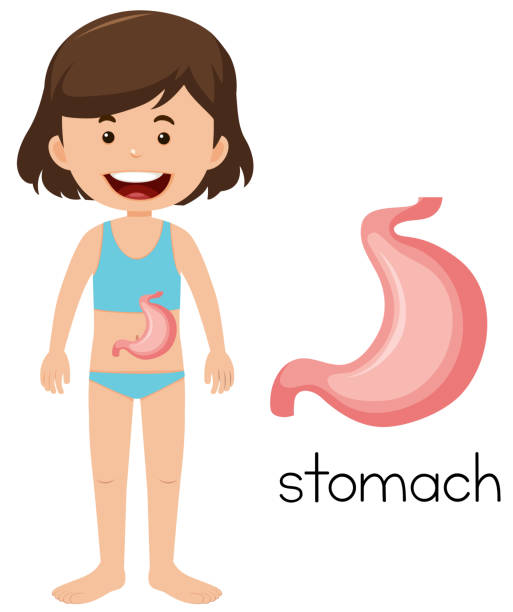 90 Clip Art Of A Girl Anatomy Ilustrasi Grafik Vektor And Clip Art
