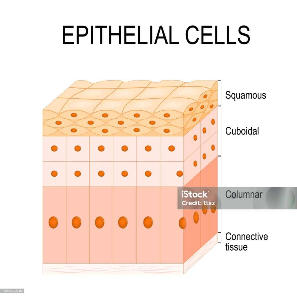 Types Of Epithelial Cells Stock Illustration - Download Image Now ... Types Of Epithelial Cells Stock Illustration - Download Image Now ...