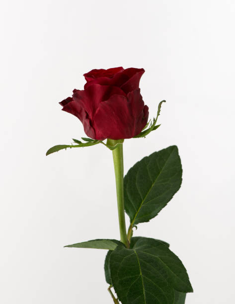 Rose Jm Red - Free photo on Pixabay