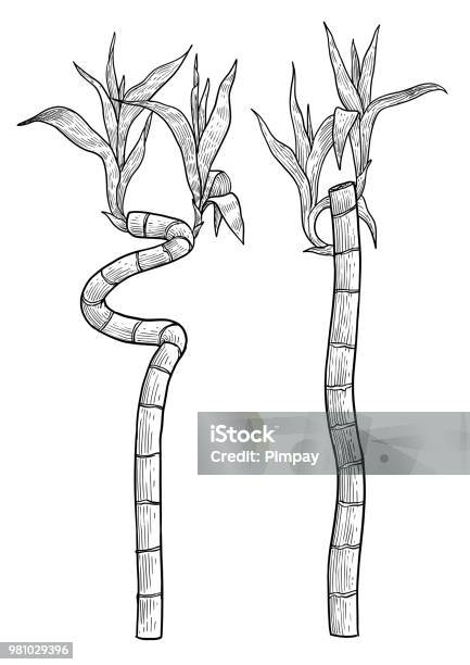 Cabang Bambu Ilustrasi Daun Gambar Ukiran Tinta Seni Garis Vektor