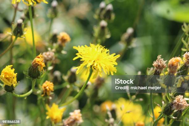 Leontodon Hispidus 꽃 일반적인 이름은 억 센 Hawkbit 여름에 개화 하는 거친 Hawkbit에 의해 알려진