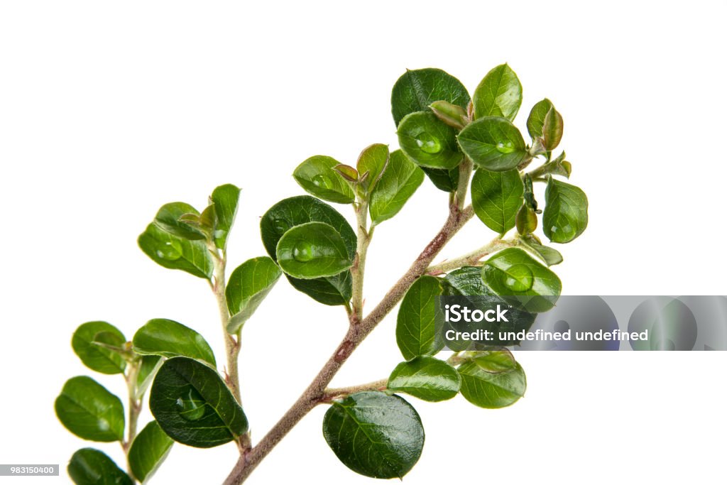 Cabang Dengan Daun Hijau Di Atas Putih Konsep Kehidupan Foto Stok ... Cabang Dengan Daun Hijau Di Atas Putih Konsep Kehidupan Foto Stok ...