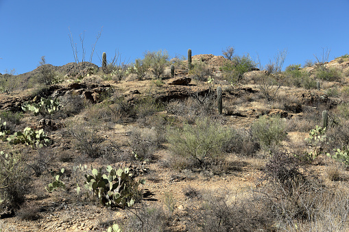 Saguaro 선인장과 바위 애리조나 소노란 사막에서 0명에 대한 스톡 사진 및 기타 이미지 0명 가시 건조 기후