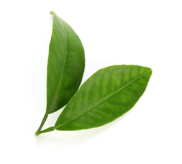 Lemon Leaf Pictures | Download Free Images on Unsplash