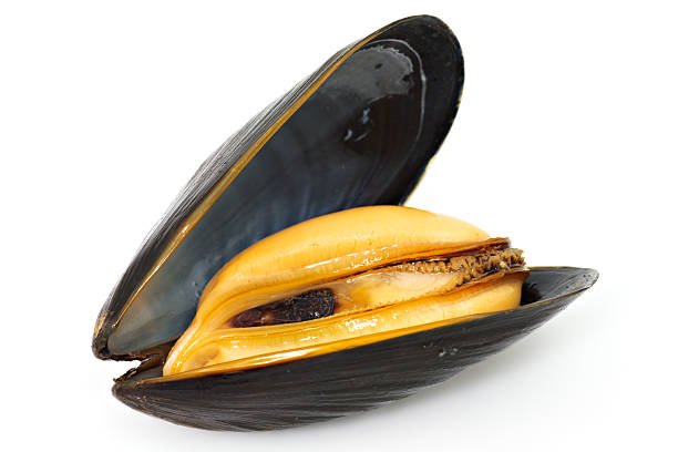 Mussels Pictures | Download Free Images on Unsplash