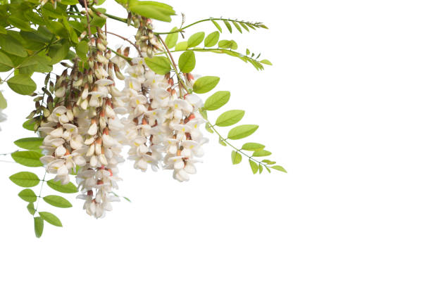 Foto gratis: nero, locusta, fiori, a cascata, ramo