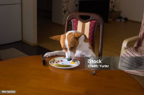 Basenji 개는 데 점심에 혼자 앉아 개에 대한 스톡 사진 및 기타 이미지 개 남은 음식 저녁 식사 Istock
