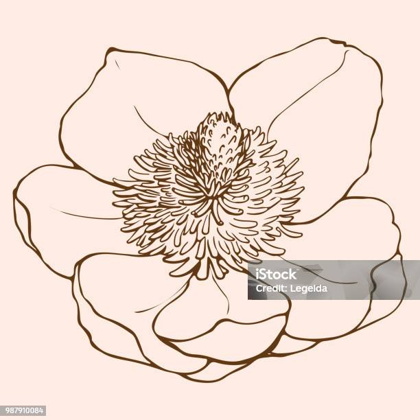 Gambar Bunga Magnolia Digambar Dengan Gaya Seni Garis Sketsa Bunga