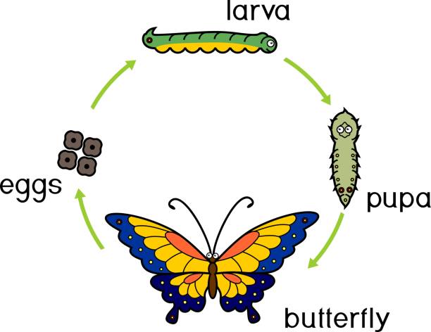 Life Cycle Of A Butterfly Clipart