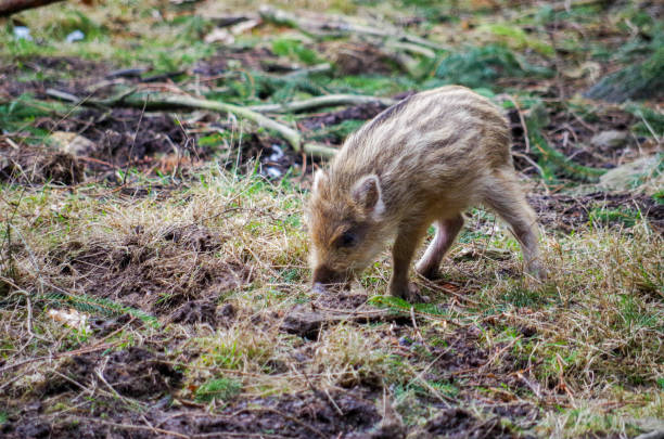 Wild Boar Piglet Rookie - Free photo on Pixabay