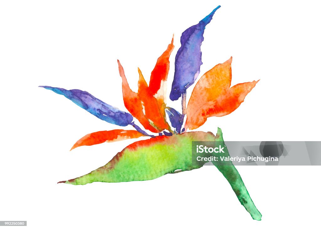 Strelitzia 열 대 식물입니다 수채화 손으로 그린 꽃과 단풍 초대 결혼식 또는 인사장에 대 한 디자인입니다 꽃 개념입니다