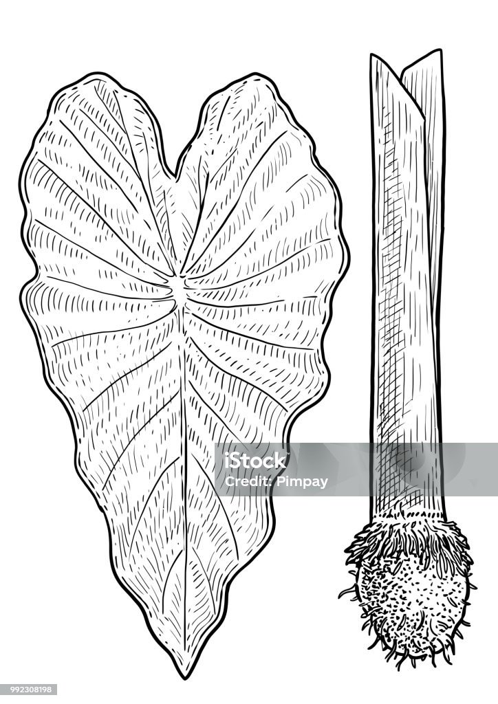 Daun Talas Ilustrasi Akar Gambar Ukiran Tinta Seni Garis Vektor