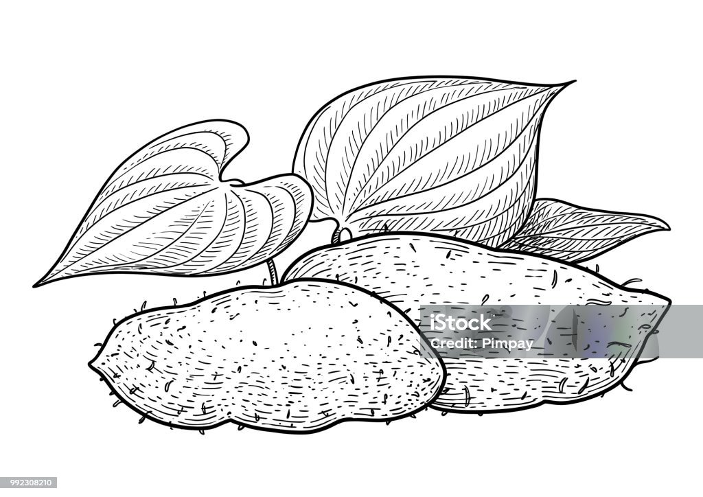 Ilustrasi Akar Ubi Gambar Ukiran Tinta Seni Garis Vektor Ilustrasi Stok