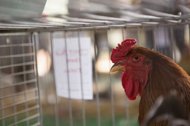 Free Stock Photo of Red and Black Rooster Inside Cage | Download Free ...