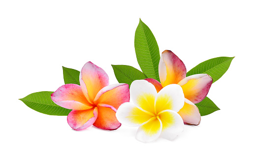 Frangipani 열 대 꽃 Plumeria Lanthom 리라와 디 꽃 녹색 잎 고립 된 흰색 배경 프랑지파니에 대한 스톡