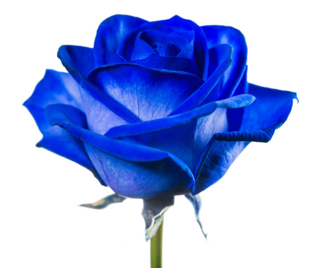 1000+ Blue Rose Pictures | Download Free Images on Unsplash