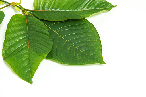 Mitragynina 천 엽 또는 Kratom 분기와 식물 잎 크라톰에 대한 스톡 사진 및 기타 이미지 크라톰 0명 건강