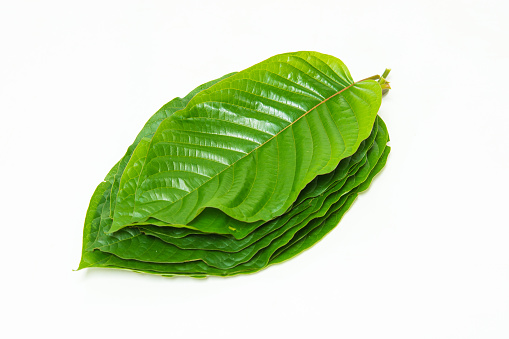 Mitragynina 천 엽 또는 Kratom의 더미 잎 식물 0명에 대한 스톡 사진 및 기타 이미지 0명 건강관리와 의술