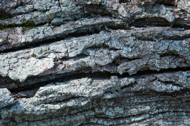 Fria bild: vertikala, träd, bark, konsistens, detalj, trä, grov, tall ...