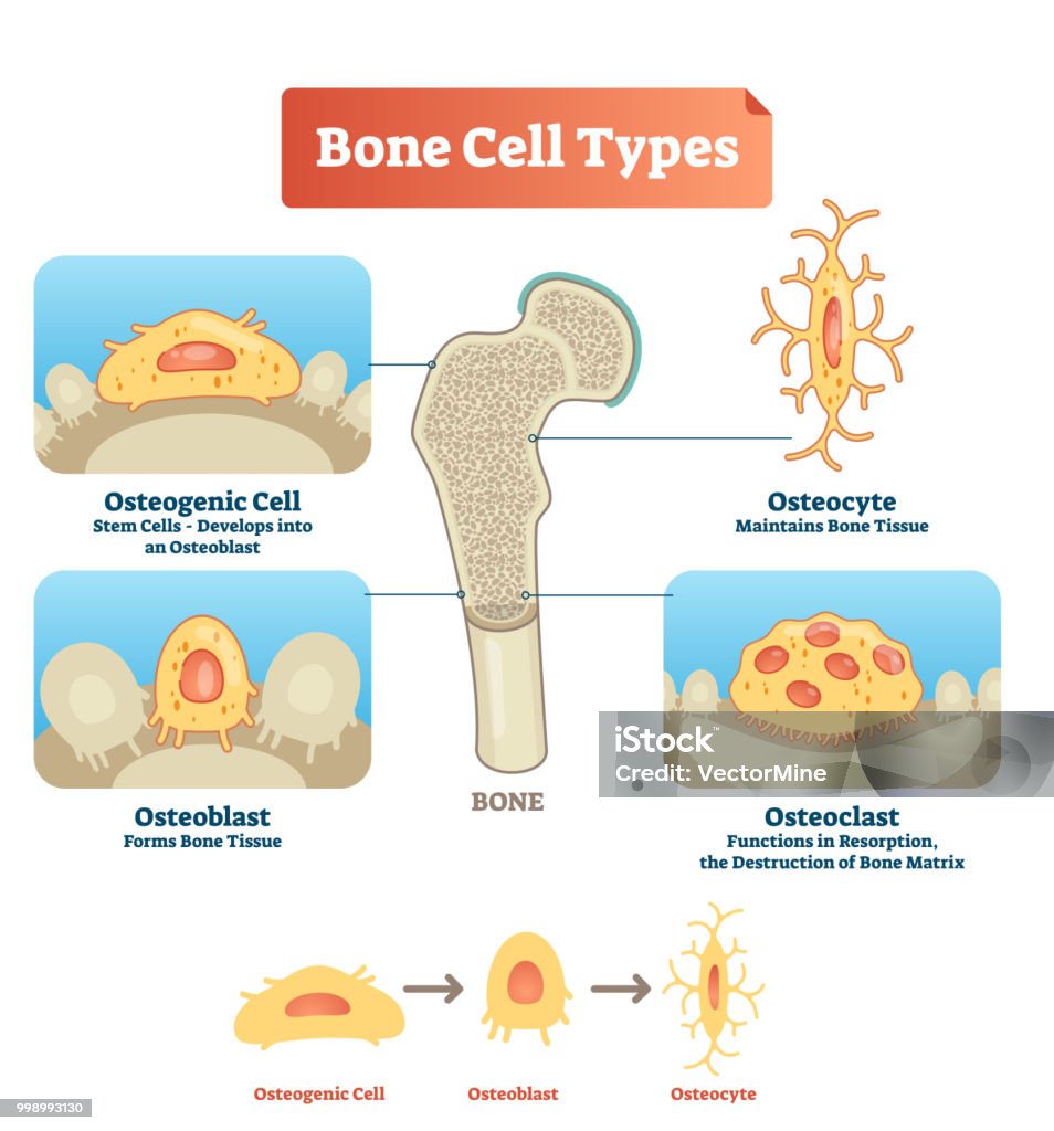Osteogenic osteogenic