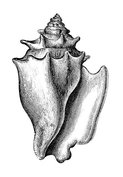 Best Conch Shell Illustrations, Royalty-Free Vector Graphics & Clip Art ... Best Conch Shell Illustrations, Royalty-Free Vector Graphics & Clip Art ...