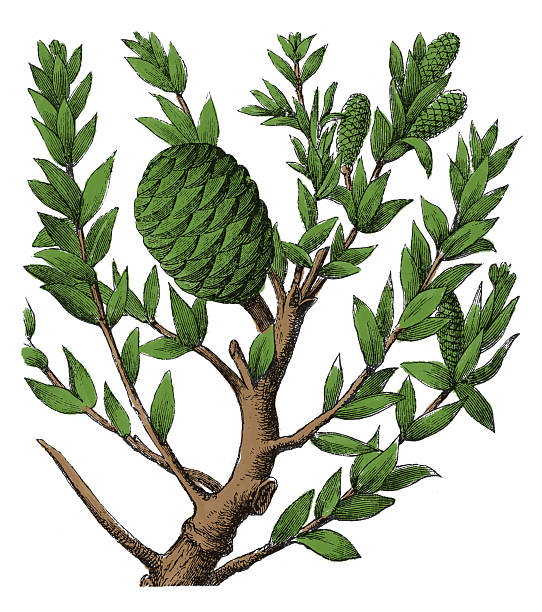 Kauri Tree Illustrations, Royalty-Free Vector Graphics & Clip Art - iStock Kauri Tree Illustrations, Royalty-Free Vector Graphics & Clip Art - iStock