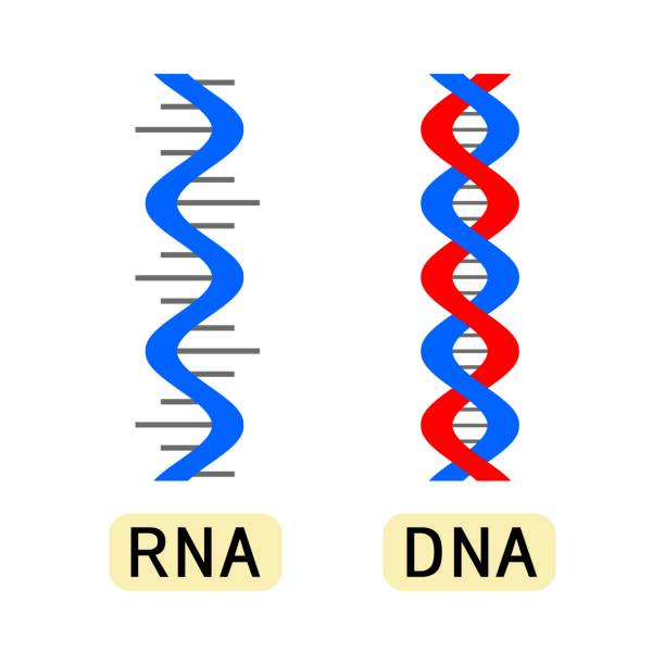 Nucleotides Illustrations, Royalty-Free Vector Graphics & Clip Art - iStock Nucleotides Illustrations, Royalty-Free Vector Graphics & Clip Art - iStock
