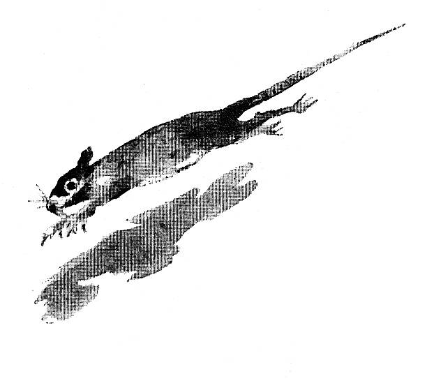 Rats Running Illustrations Illustrations, Royalty-Free Vector Graphics ... Rats Running Illustrations Illustrations, Royalty-Free Vector Graphics ...