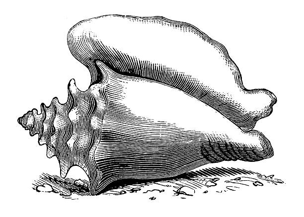 Best Conch Shell Illustrations, Royalty-Free Vector Graphics & Clip Art ... Best Conch Shell Illustrations, Royalty-Free Vector Graphics & Clip Art ...