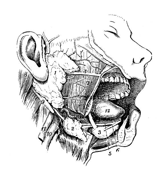 Salivary Gland Illustrations, Royalty-Free Vector Graphics & Clip Art ... Salivary Gland Illustrations, Royalty-Free Vector Graphics & Clip Art ...