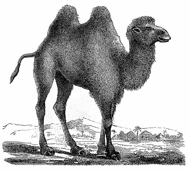Best Bactrian Camel Illustrations, Royalty-Free Vector Graphics & Clip ... Best Bactrian Camel Illustrations, Royalty-Free Vector Graphics & Clip ...