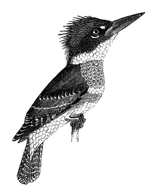 Drawing Of A Belted Kingfisher Illustrations, Royalty-Free Vector ... Drawing Of A Belted Kingfisher Illustrations, Royalty-Free Vector ...