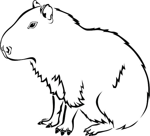 Capybara stock vectors - iStock Capybara stock vectors - iStock