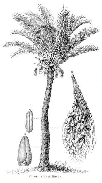 Date Palm Tree Illustrations, Royalty-Free Vector Graphics & Clip Art ... Date Palm Tree Illustrations, Royalty-Free Vector Graphics & Clip Art ...