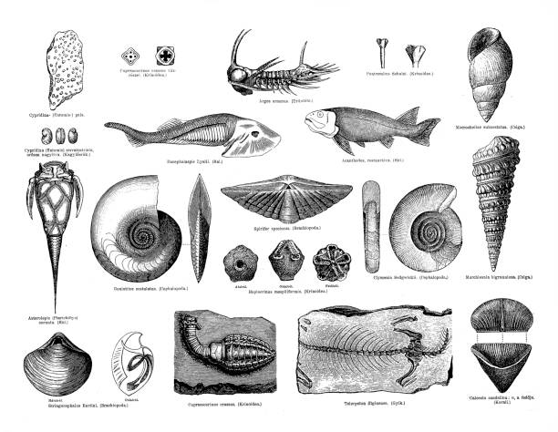 Paleozoic Era Illustrations, Royalty-Free Vector Graphics & Clip Art ... Paleozoic Era Illustrations, Royalty-Free Vector Graphics & Clip Art ...