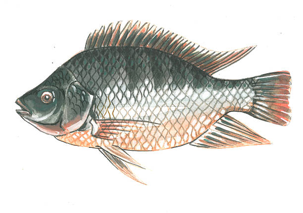 Tilapia Illustrations, Royalty-Free Vector Graphics & Clip Art - iStock Tilapia Illustrations, Royalty-Free Vector Graphics & Clip Art - iStock