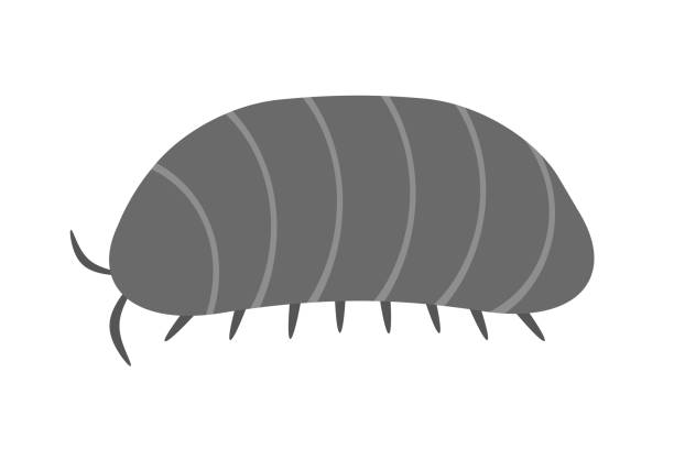 Roly Poly Illustrations, Royalty-Free Vector Graphics & Clip Art - iStock Roly Poly Illustrations, Royalty-Free Vector Graphics & Clip Art - iStock