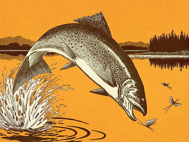 Best Jumping Fish Illustrations, Royalty-Free Vector Graphics & Clip ... Best Jumping Fish Illustrations, Royalty-Free Vector Graphics & Clip ...