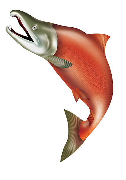 Jumping Salmon Illustrations, Royalty-Free Vector Graphics & Clip Art ... Jumping Salmon Illustrations, Royalty-Free Vector Graphics & Clip Art ...
