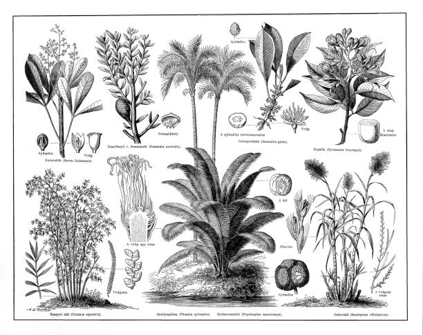 Kauri Tree Illustrations, Royalty-Free Vector Graphics & Clip Art - iStock Kauri Tree Illustrations, Royalty-Free Vector Graphics & Clip Art - iStock