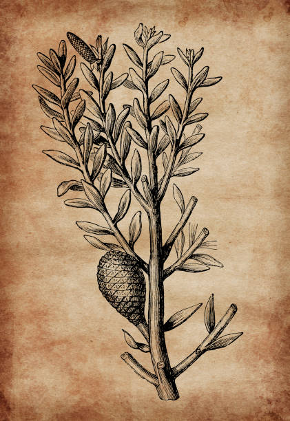 Kauri Tree Illustrations, Royalty-Free Vector Graphics & Clip Art - iStock Kauri Tree Illustrations, Royalty-Free Vector Graphics & Clip Art - iStock