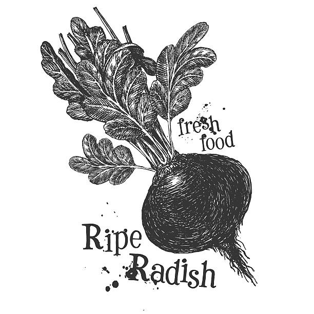 Rutabaga Illustrations, Royalty-Free Vector Graphics & Clip Art - iStock Rutabaga Illustrations, Royalty-Free Vector Graphics & Clip Art - iStock