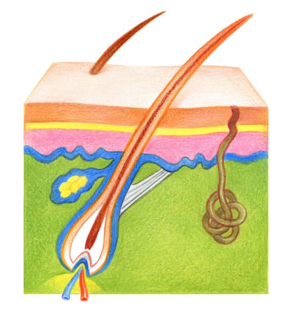 Skin Fibroblasts Illustrations, Royalty-Free Vector Graphics & Clip Art ... Skin Fibroblasts Illustrations, Royalty-Free Vector Graphics & Clip Art ...
