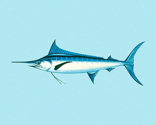 Swordfish Illustrations, Royalty-Free Vector Graphics & Clip Art - iStock Swordfish Illustrations, Royalty-Free Vector Graphics & Clip Art - iStock