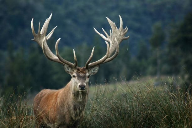 Stag Stock Photos, Pictures & Royalty-Free Images - iStock Stag Stock Photos, Pictures & Royalty-Free Images - iStock