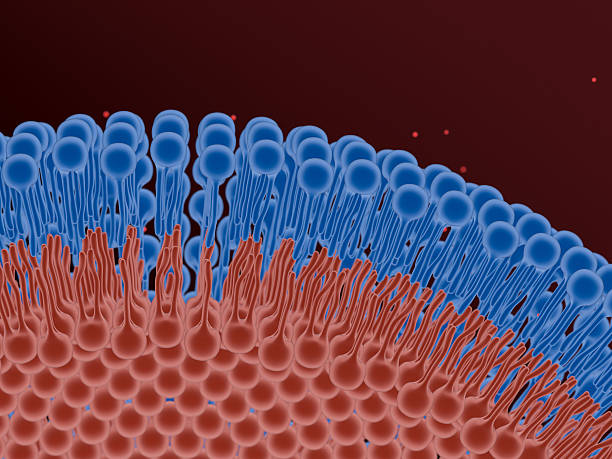 Phospholipid Bilayer Stock Photos, Pictures & Royalty-Free Images - iStock Phospholipid Bilayer Stock Photos, Pictures & Royalty-Free Images - iStock