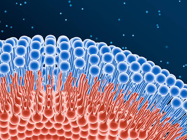Phospholipid Bilayer Stock Photos, Pictures & Royalty-Free Images - iStock Phospholipid Bilayer Stock Photos, Pictures & Royalty-Free Images - iStock