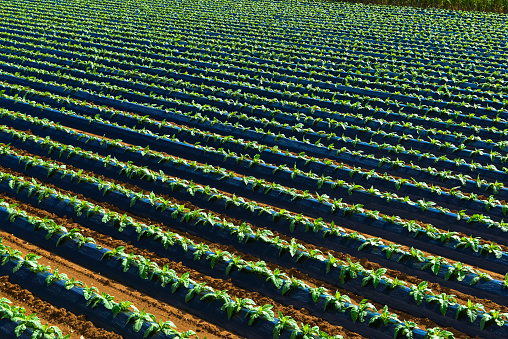 Agriculture Stock Photo - Download Image Now - iStock Agriculture Stock Photo - Download Image Now - iStock