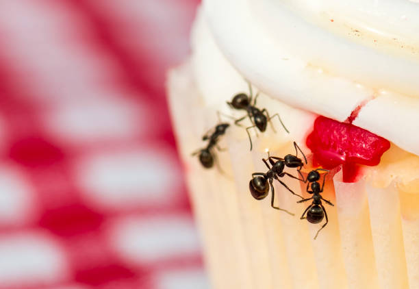 Picnic Ants Stock Photos, Pictures & Royalty-Free Images - iStock Picnic Ants Stock Photos, Pictures & Royalty-Free Images - iStock